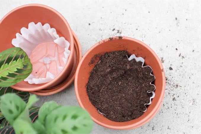 Here’s Why You Should Always Put a Coffee Filter in Your Flower Pots