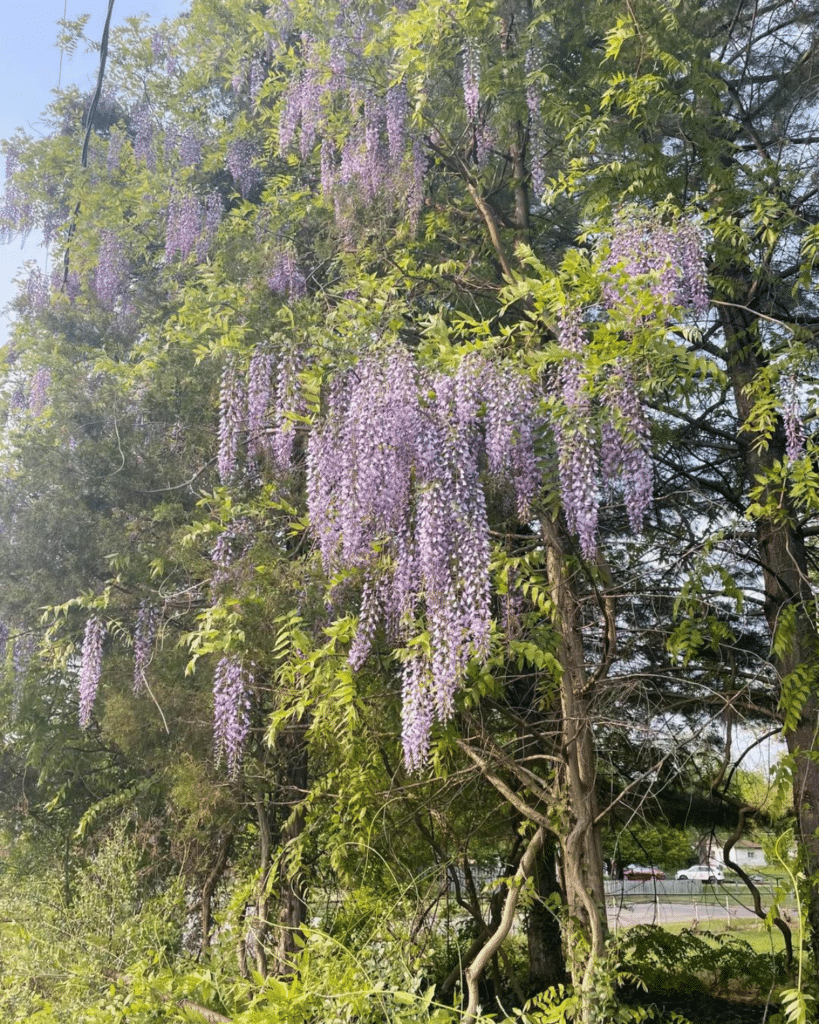 15 Beautiful Vines That Grow on Trees