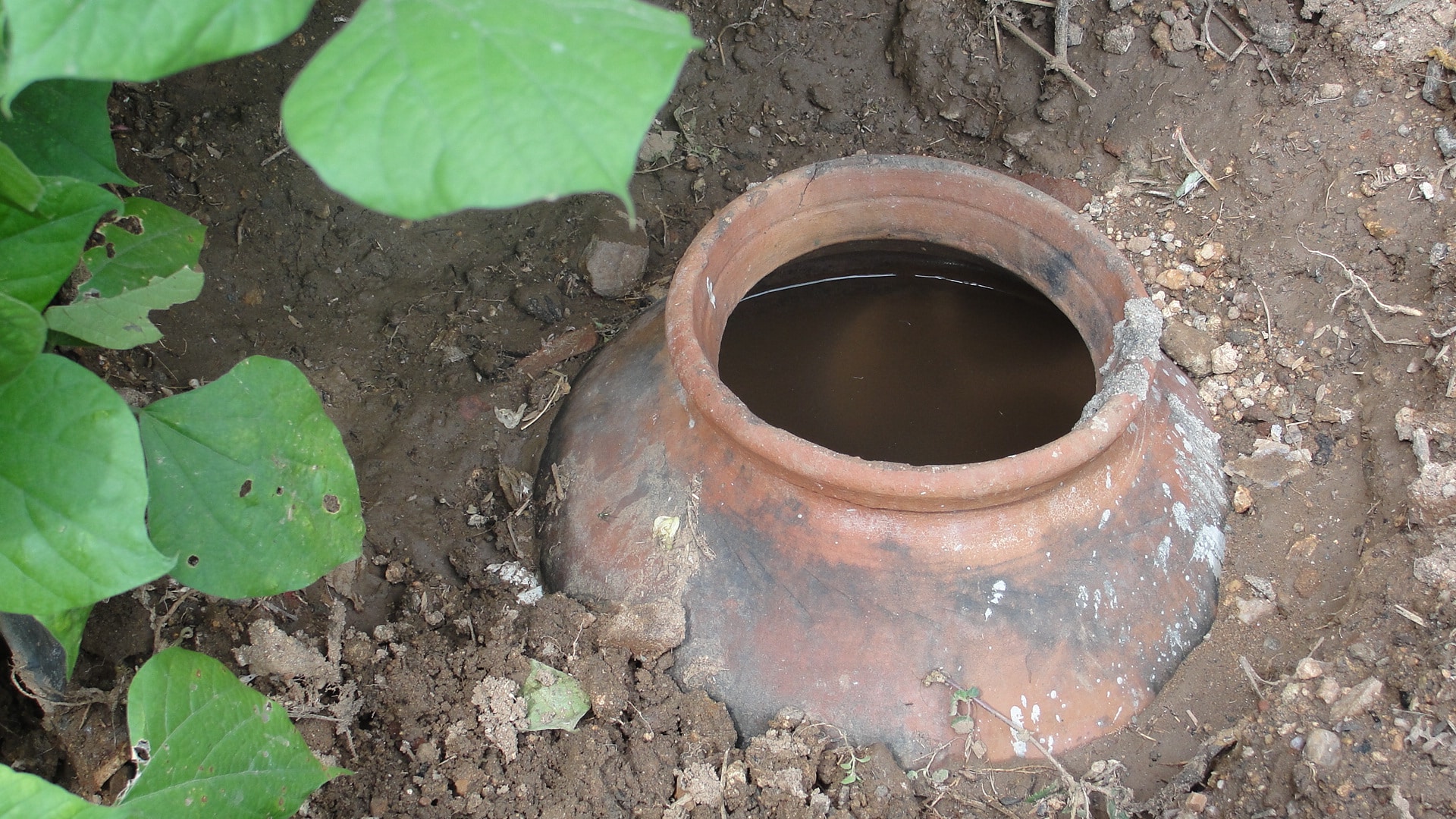 Burying Terracotta Pots Lets You Garden with Less Water