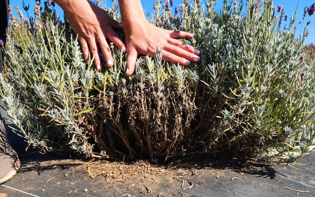 How to Prune Lavender the Right Way