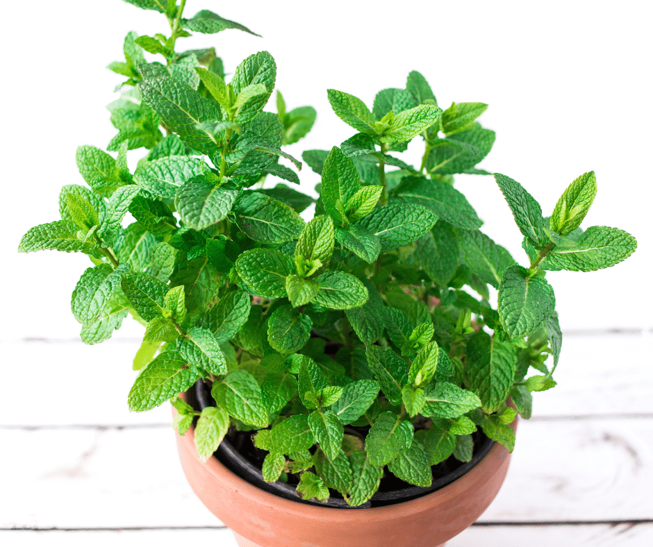 How to Grow Tons Of Fresh Mint in Containers