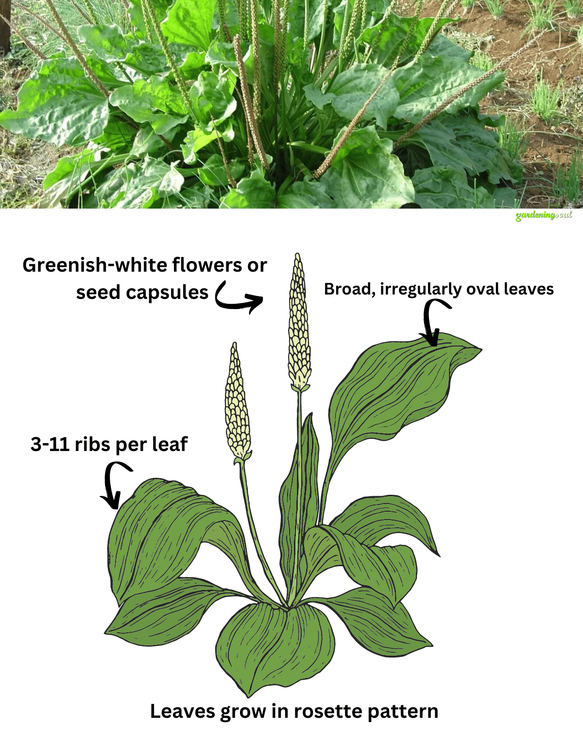 The Health Benefits and Uses of Broadleaf Plantain (Plantago major)