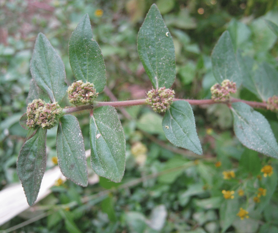 Euphorbia Hirta (Asthma-Plant): Its Benefits, Traditional and Medicinal ...