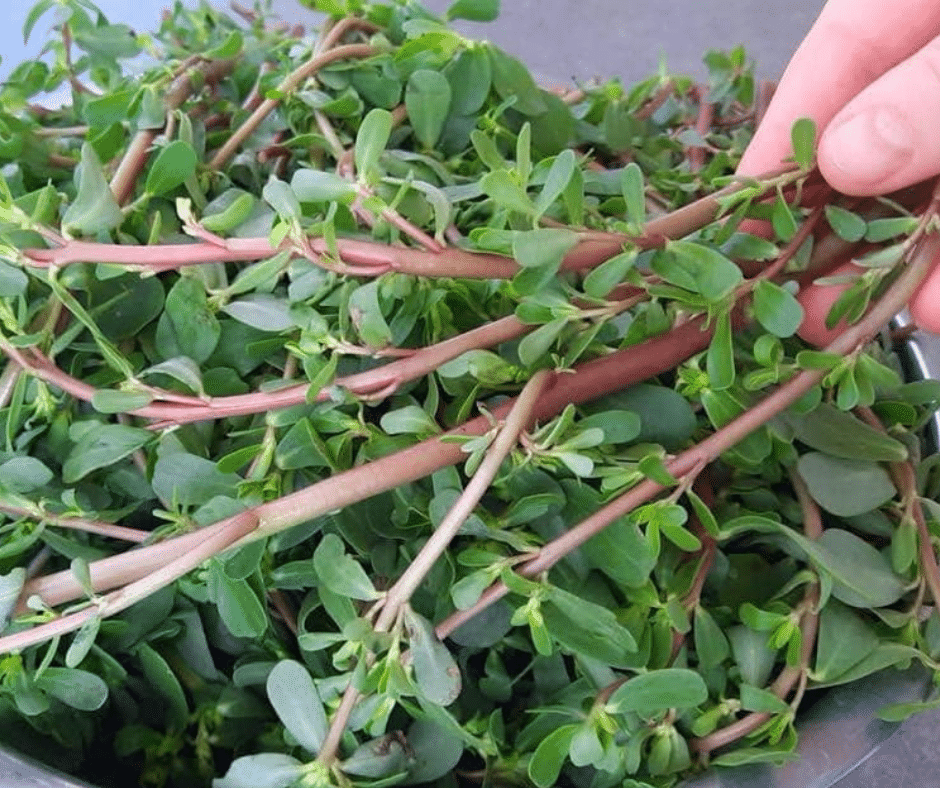 Discover What Happens if You Eat 3 Stems Daily of This Plant that Grows ...