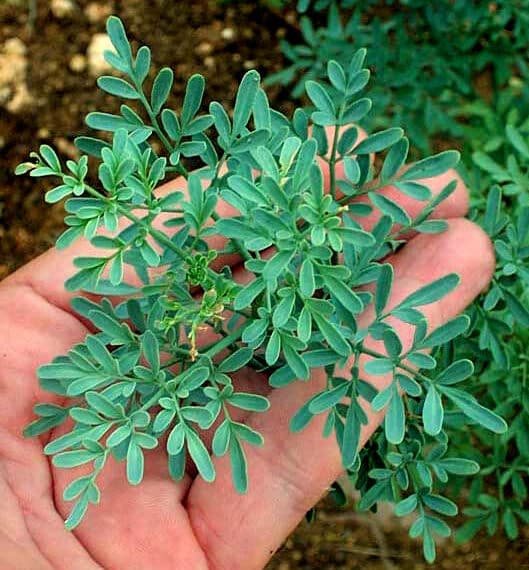 The Surprising Benefits of Rue: Why This Plant Deserves a Spot in Your ...