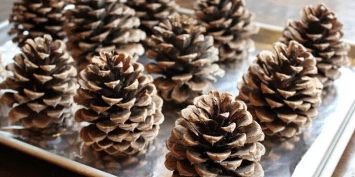 Why Gardeners Should Collect Pine Cones: Nature’s Hidden Gem