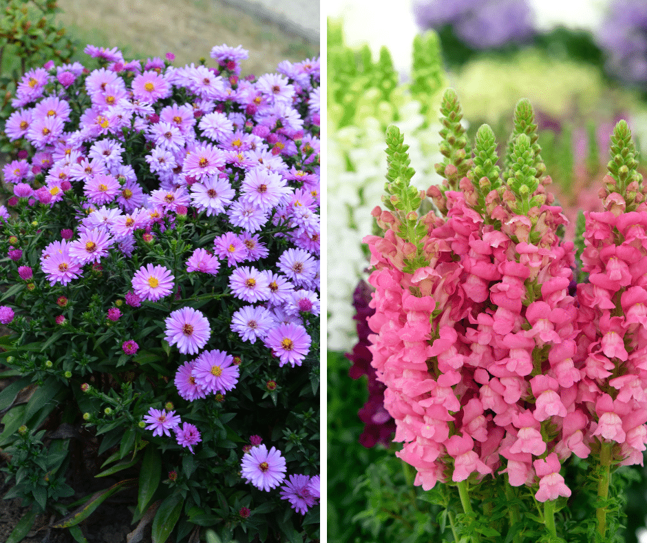 15 Best Flowers to Plant in September
