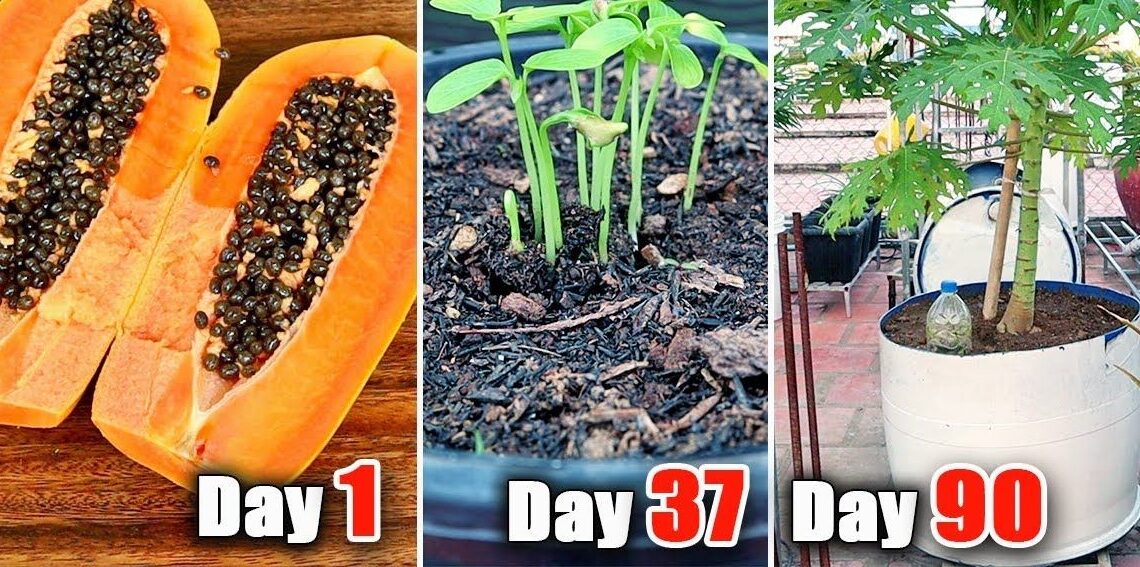 How to Grow Papayas in Pots from Seeds and Get a Huge Harvest