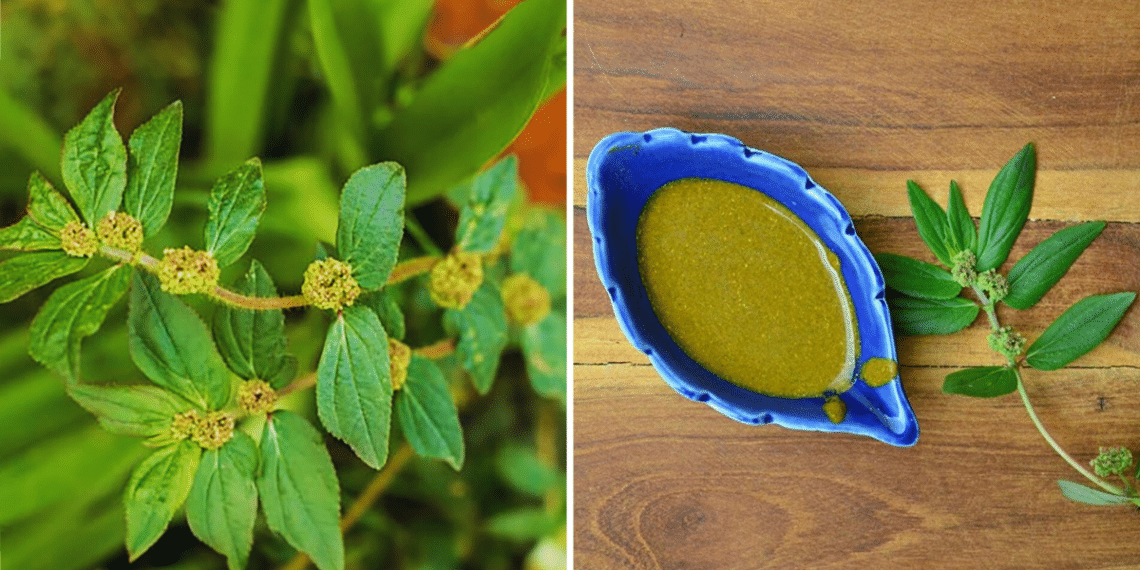 Unlocking the Health Treasures of Euphorbia Hirta: A Natural Remedy for ...
