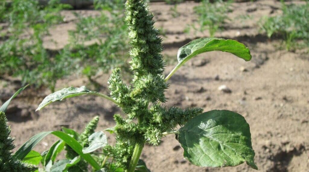Hidden Treasure in Your Garden: Unlock the Health Benefits of Pigweed