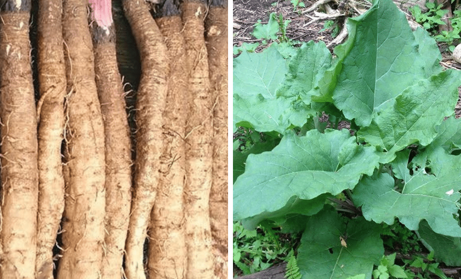 Why You Should Include Burdock Roots in Your Diet Every Day