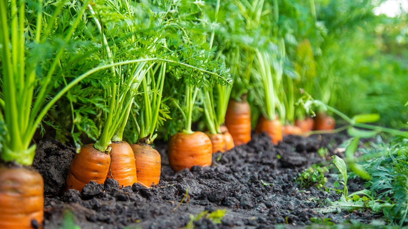 Don’t Toss Those Carrot Tops! - Find Out Their Hidden Health Benefits