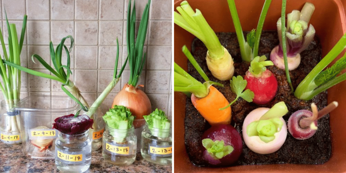 Turn Scraps into Greens: 12 Vegetables You Can Regrow at Home
