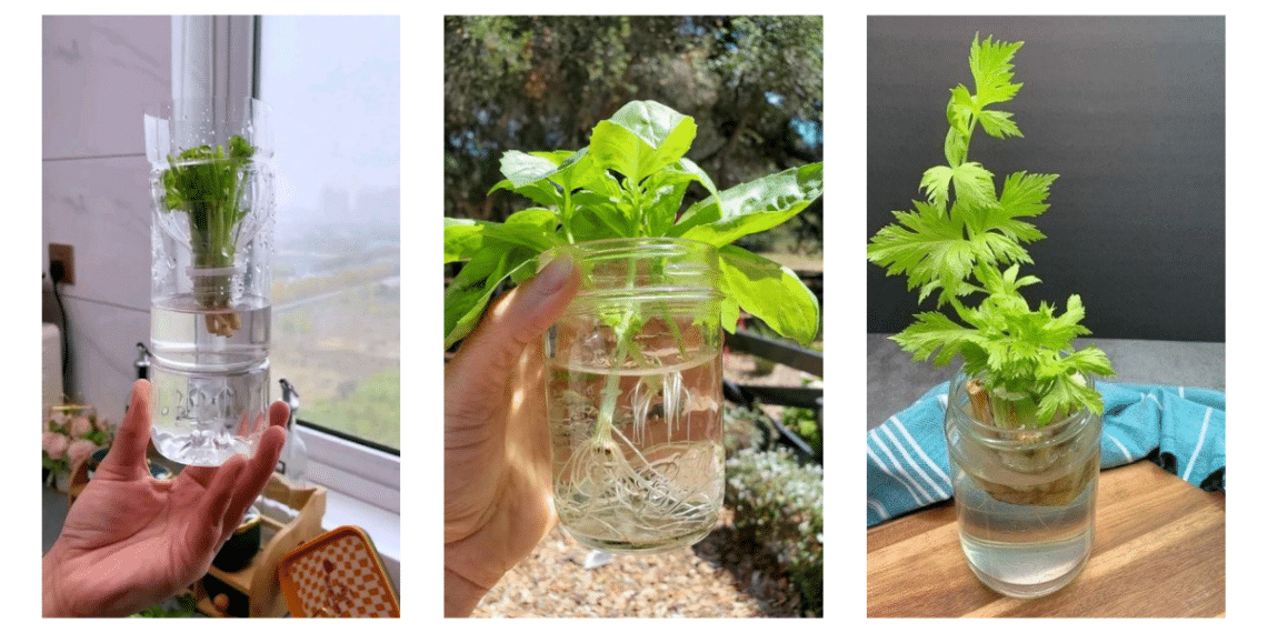 A Fresh Idea: Enjoy Year-Round Herbs with Water-Based Gardening