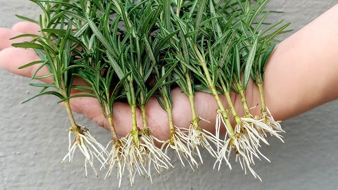 How to Grow Rosemary from Cuttings in Water and Transplant Them into Pots