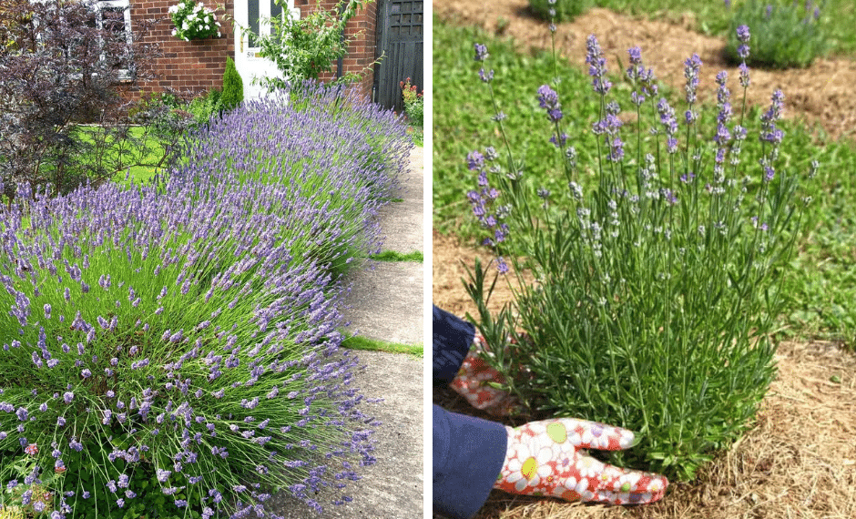 This is Why Everyone Should Plant a Lavender Hedge