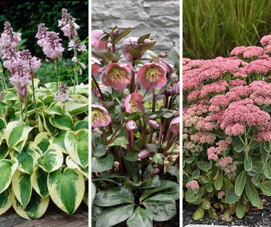 25 Perennials That Come Back Every Year
