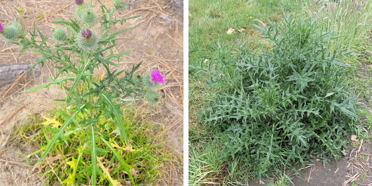 A Prickly Plant with a Purpose: Exploring the Benefits of Bull Thistle