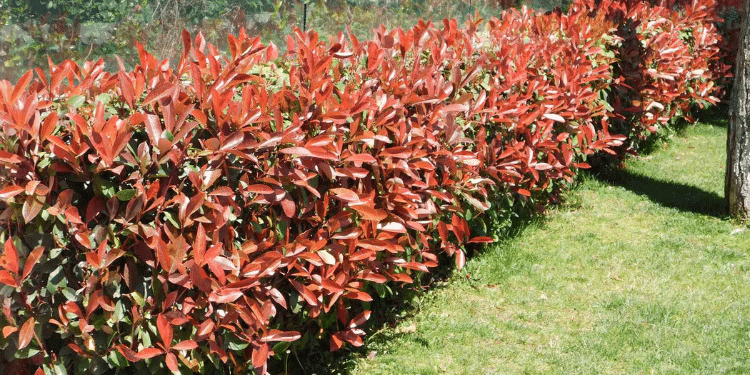 Create a Living Fence: 10 Shrubs That Grow Fast for Privacy