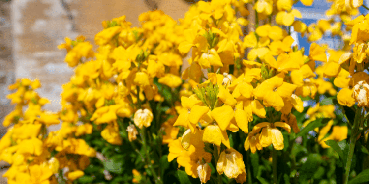 15 Best Spring Flowers | Flowers to Grow in Spring for a Bloom-Filled ...