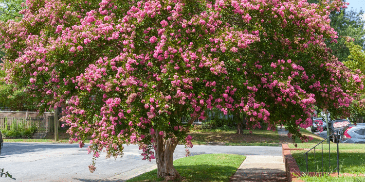 Create a Living Fence: 10 Shrubs That Grow Fast for Privacy