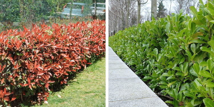 Create a Living Fence: 10 Shrubs That Grow Fast for Privacy