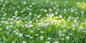 From Lawn to Remedy: All You Need to Know About White Clover (Trifolium ...