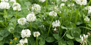 From Lawn to Remedy: All You Need to Know About White Clover (Trifolium ...