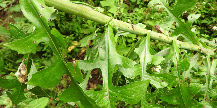 Wild Lettuce (Lactuca virosa): Natural Uses, Health Benefits, and How ...