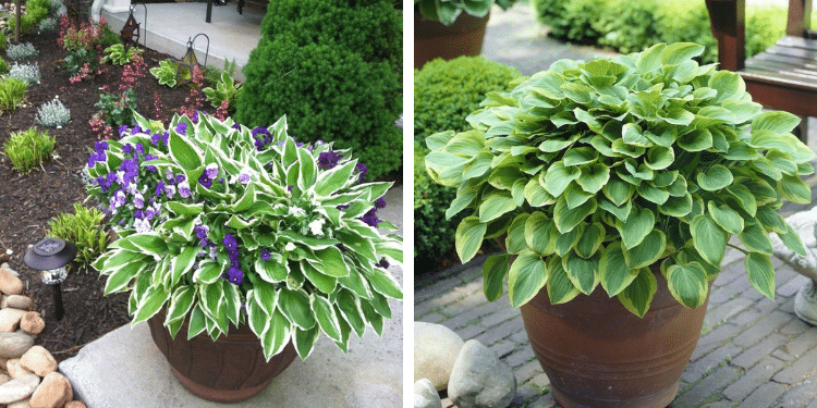 Why You Should Always Grow Your Hostas in Containers: The Ultimate Guide