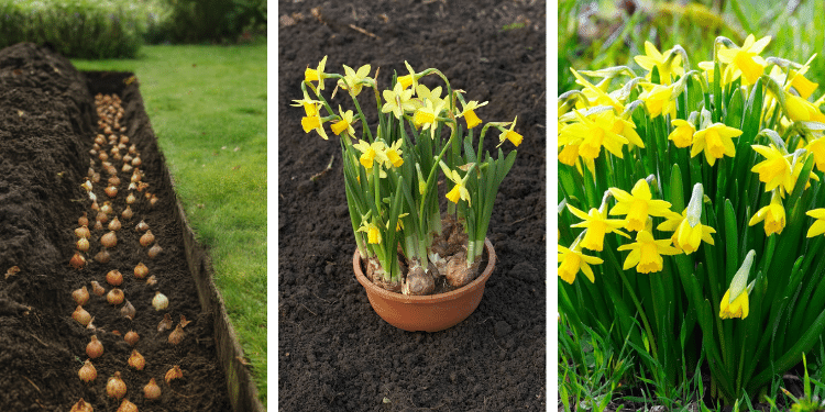 20 Bulbs Every Gardener Should Plant in September for Beautiful Spring ...