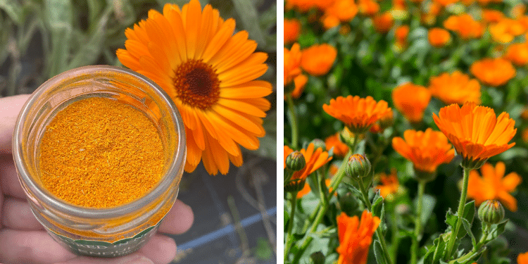 Gardeners Call Calendula “Nature’s Gold” for a Reason - How to Use It ...