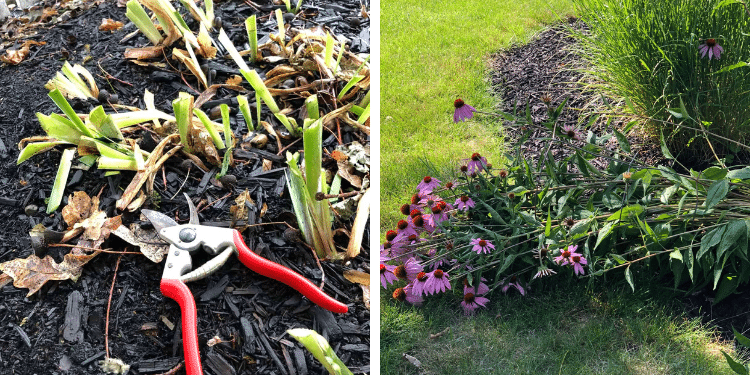 How to Cut Back Perennials in October (the Right Way) Without Damaging Them